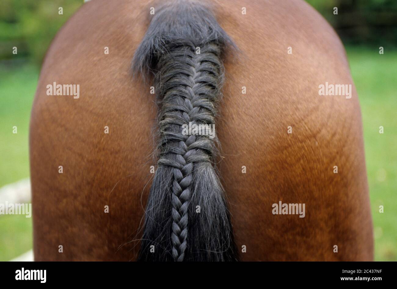 Rump horse hi-res stock photography and images - Alamy