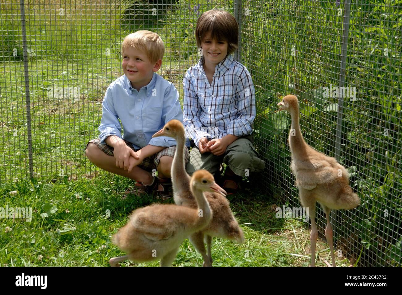 Two boys in an enclosure with young birds Stock Photo - Alamy