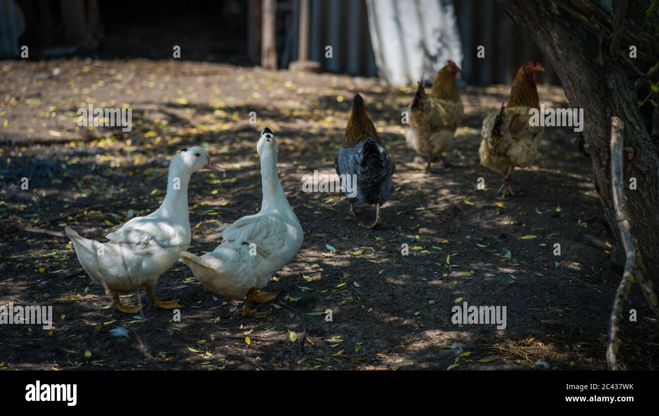 White ducks on the farm. Portrait of a white duck walking in a pen. A ...
