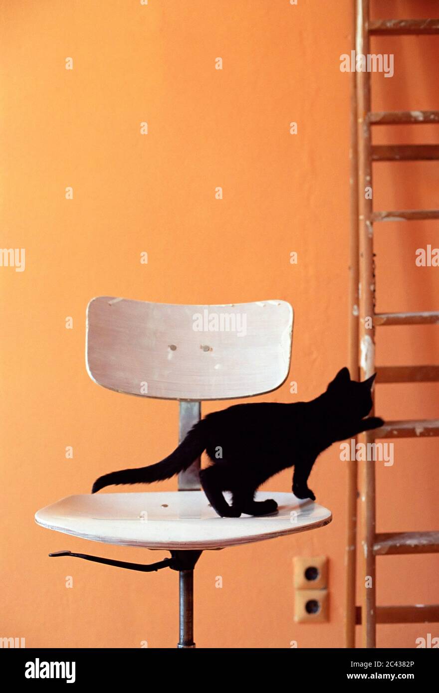 A young black cat is standing on a chair and scratching a ladder ...
