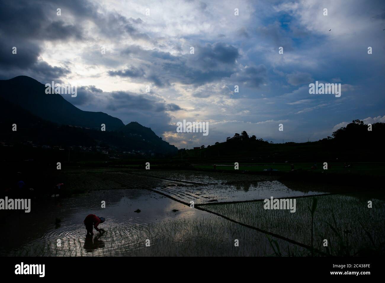 Lalitpur, Nepal. 23rd June, 2020. Farmers plant rice saplings on the ...