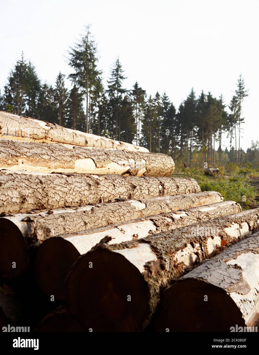 Stacked tree trunks Stock Photo - Alamy