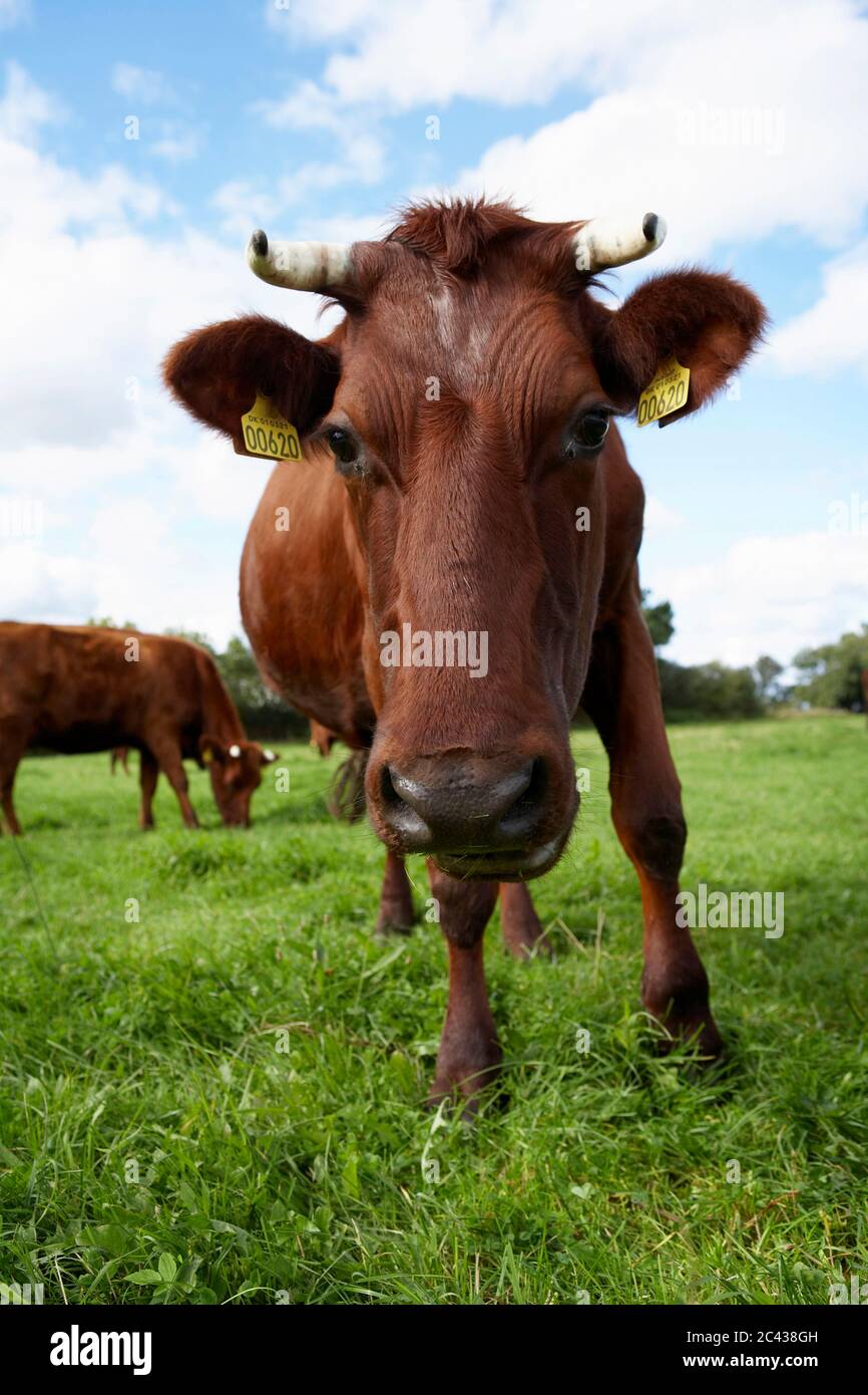 Cow ears hi-res stock photography and images - Alamy