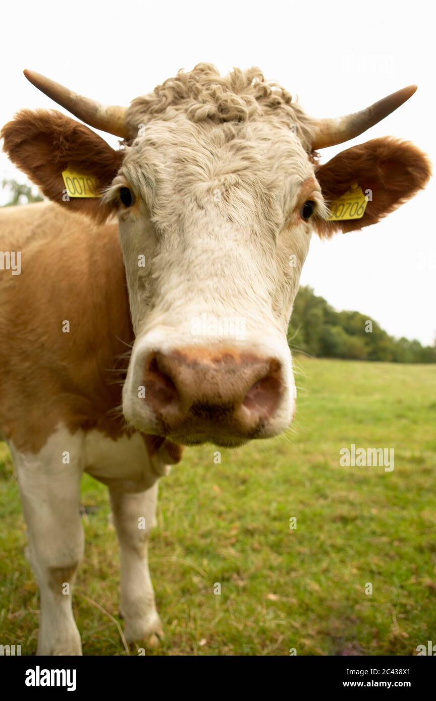 Cow markings hi-res stock photography and images - Alamy