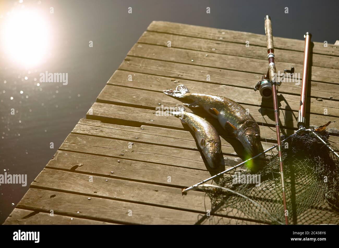 Two fish lie on a wooden jetty next to the fishing rod and fishnet ...