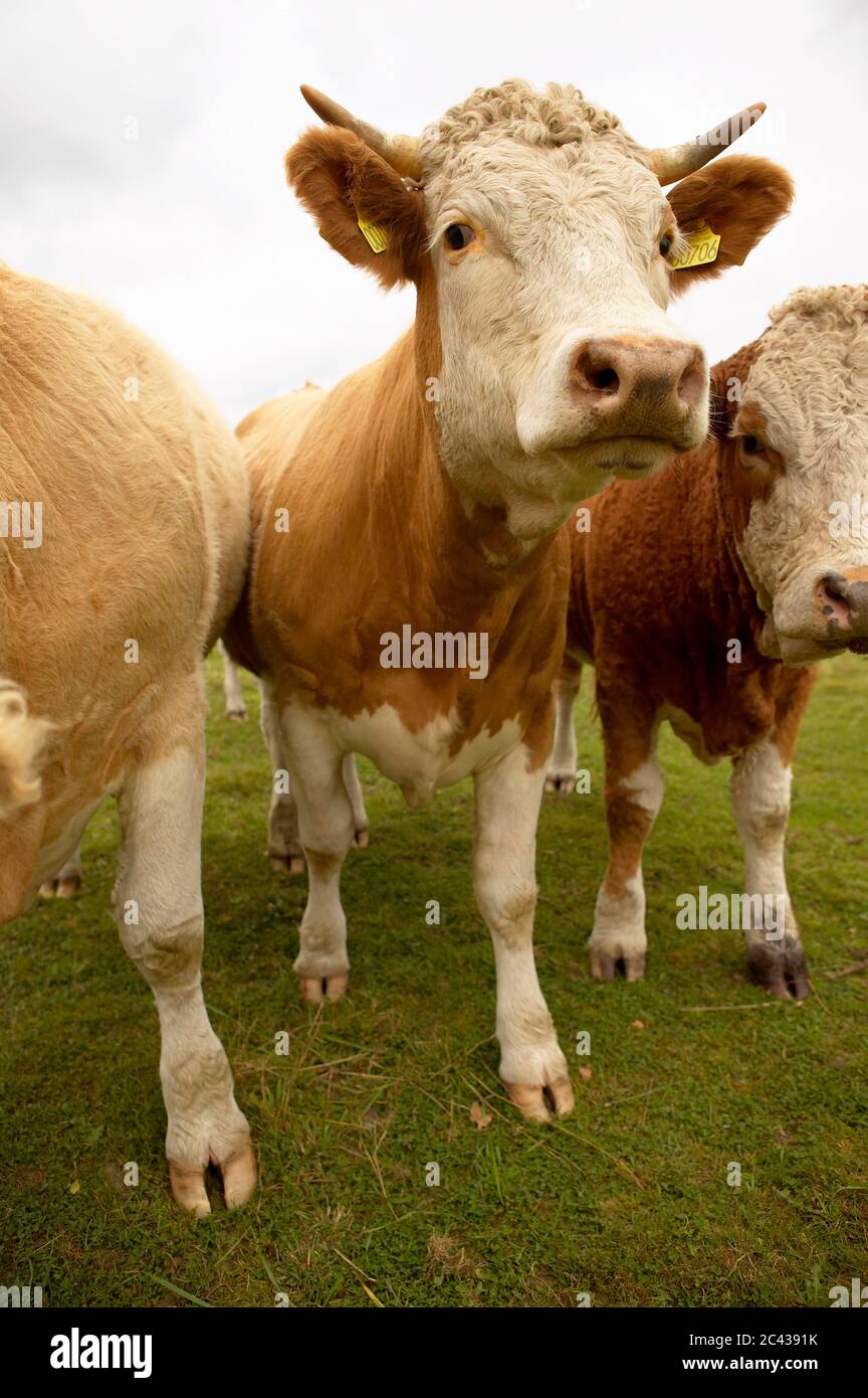 Three cows, the middle one with marks on the ears - cattle farming ...