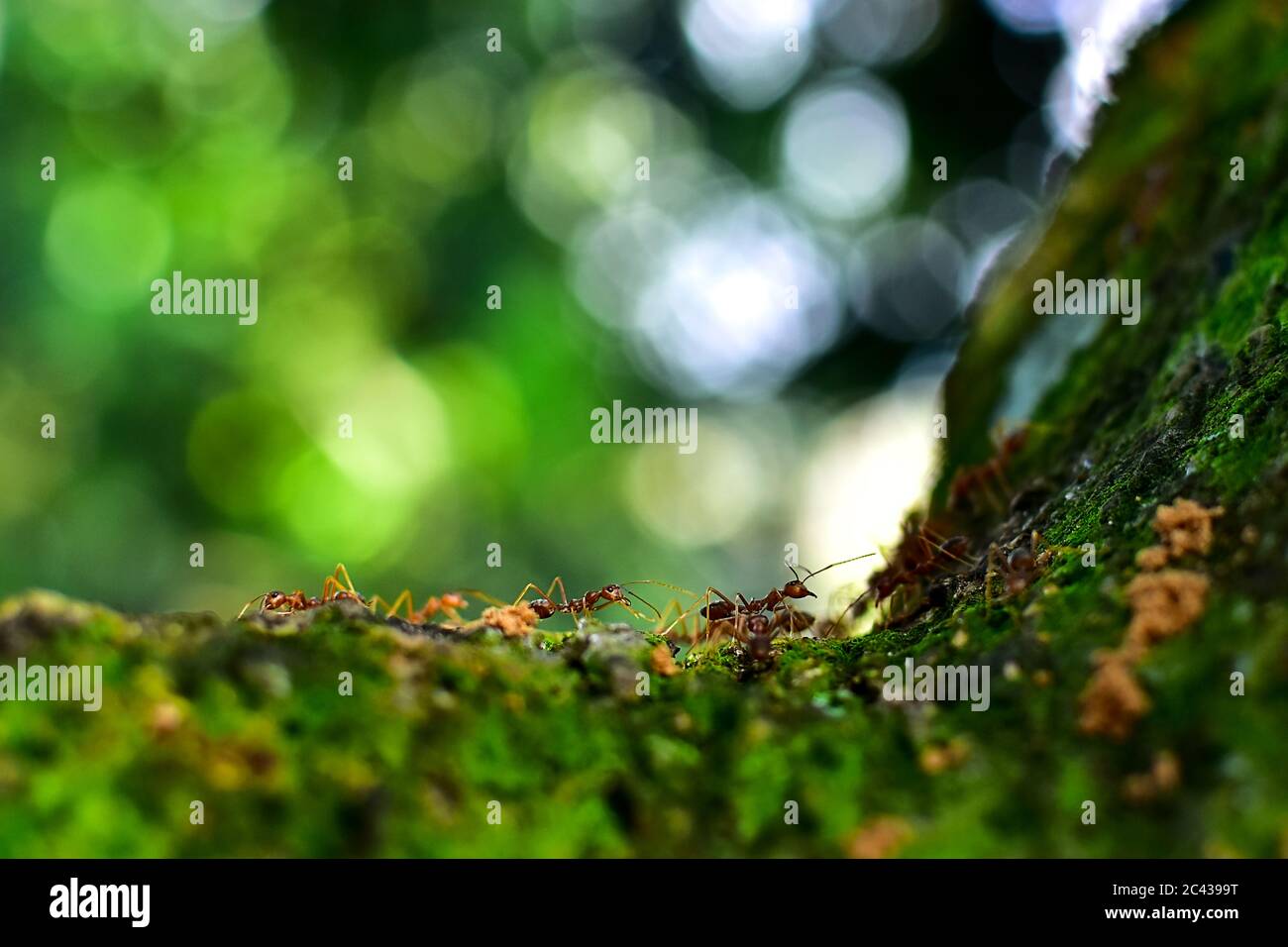 Red ant is very small. Selective focus, free space for text Stock Photo ...