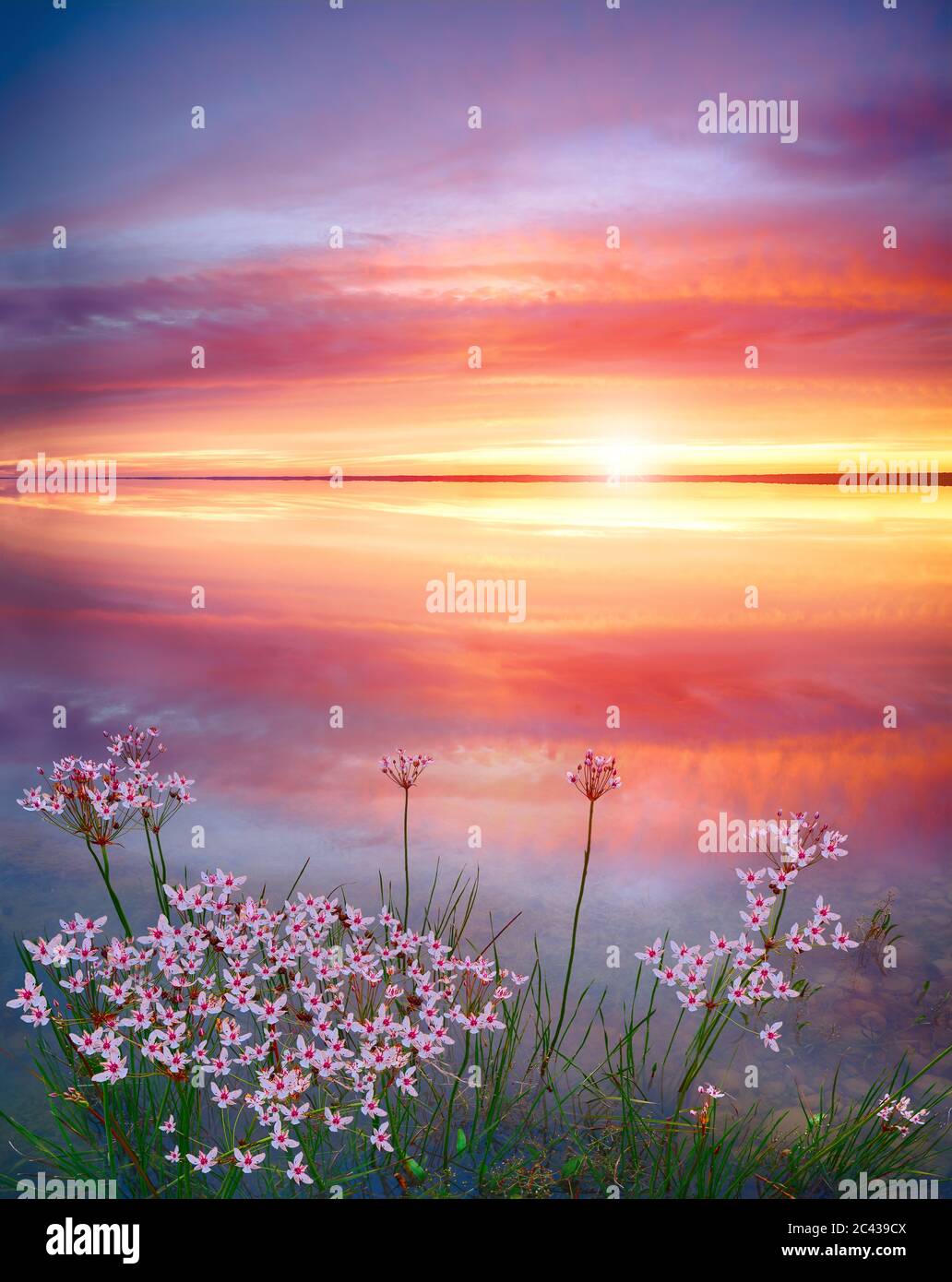 Wildflowers at sunset hi-res stock photography and images - Alamy