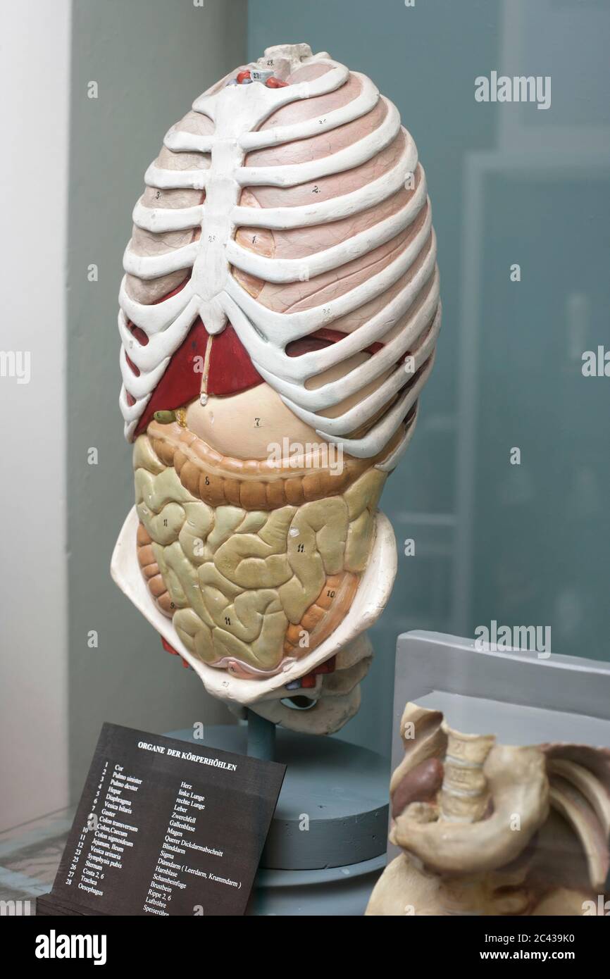 Model of a human chest with numbered organs - anatomy - exhibition ...