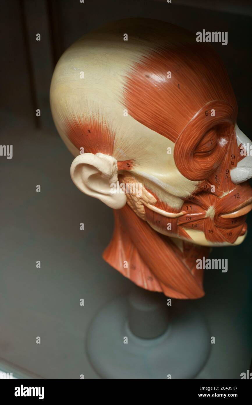 Model of a human head with numbered muscles - anatomy - exhibition ...
