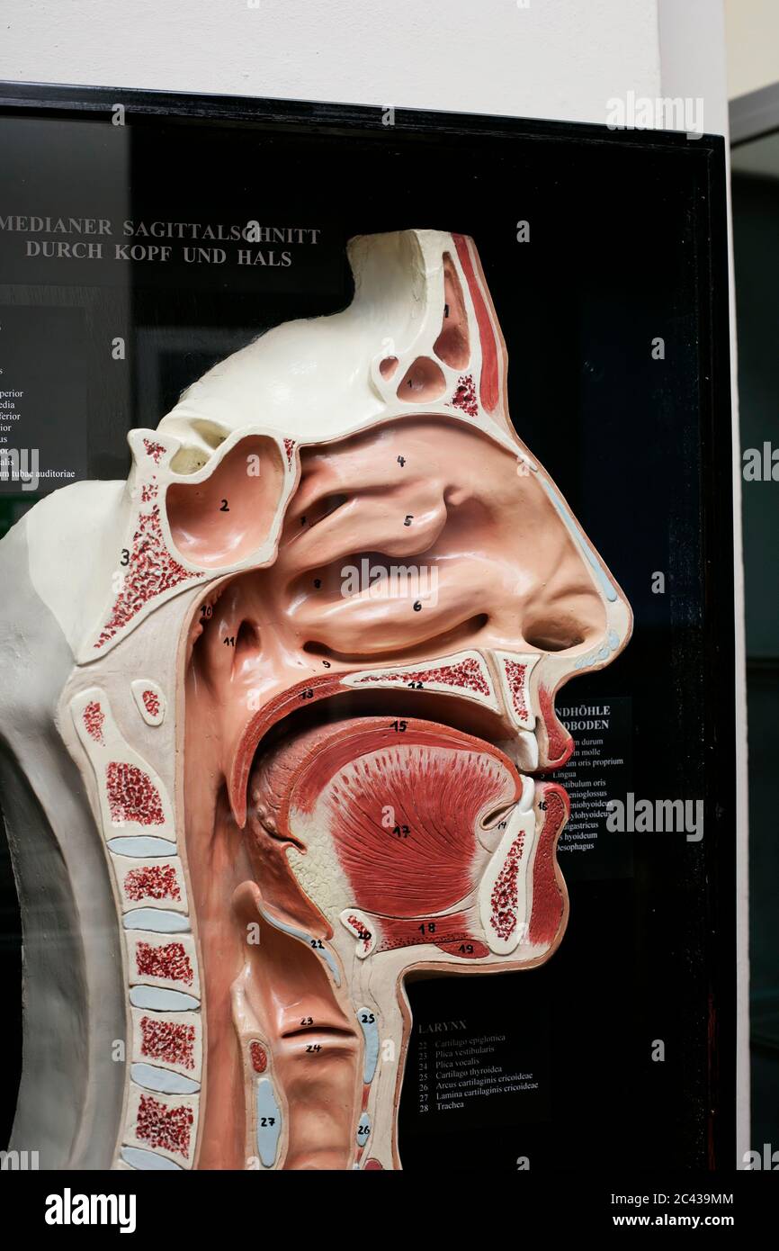 Cross-sectional model of the human head and neck - anatomy - exhibition ...