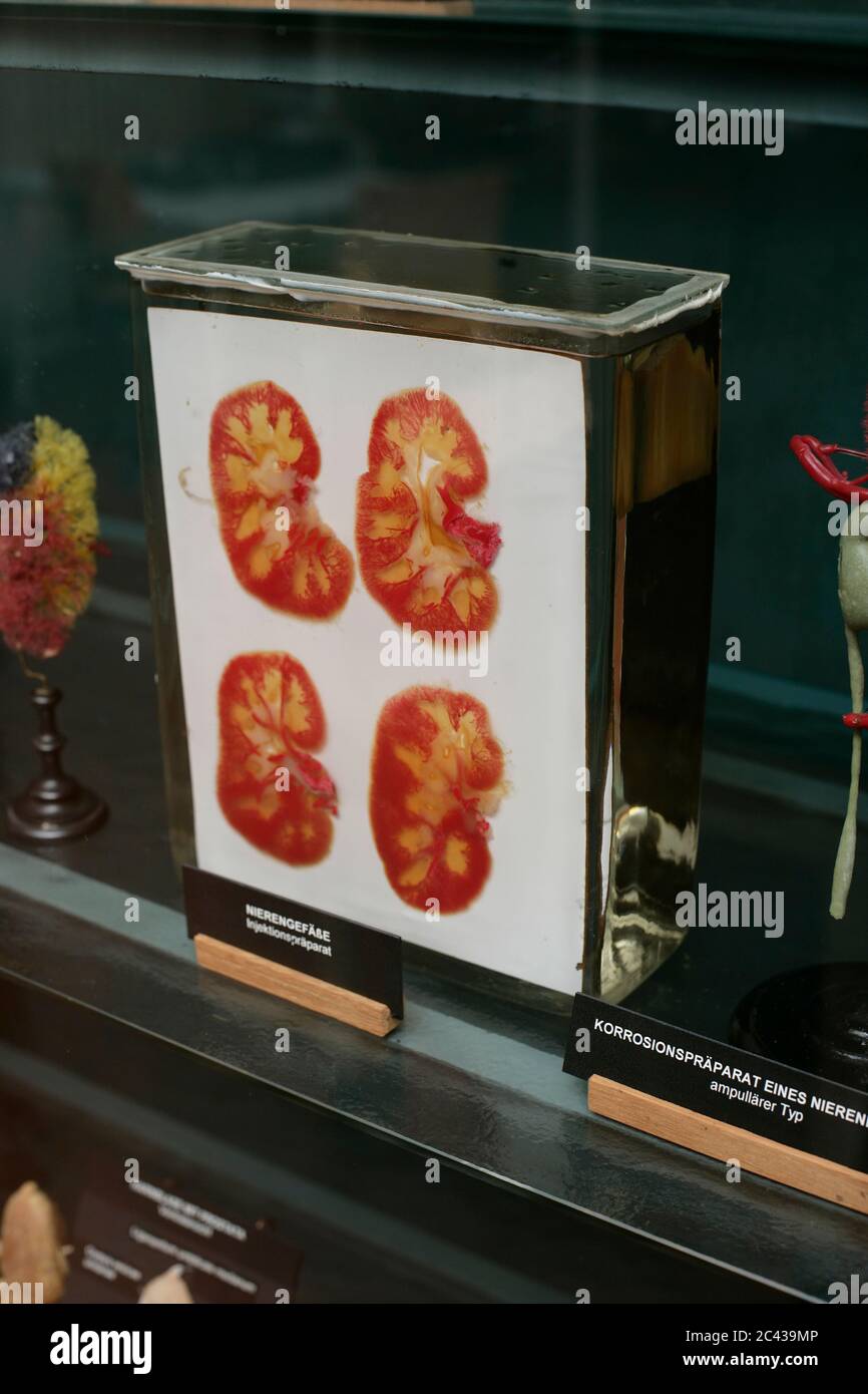 Kidney vessels in a glass - anatomy - exhibition - museum, red Stock ...