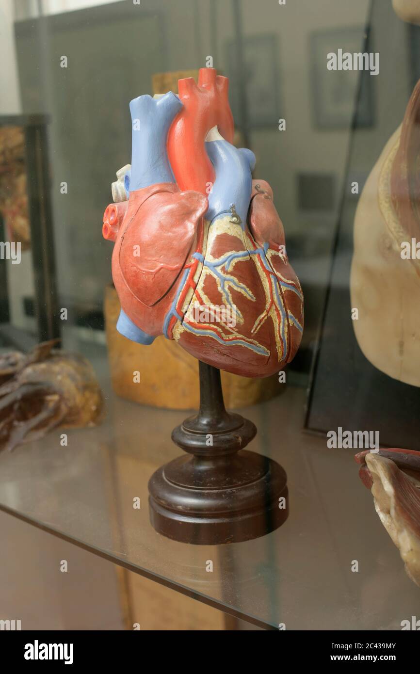 Model of a heart - anatomy - exhibition - museum Stock Photo - Alamy