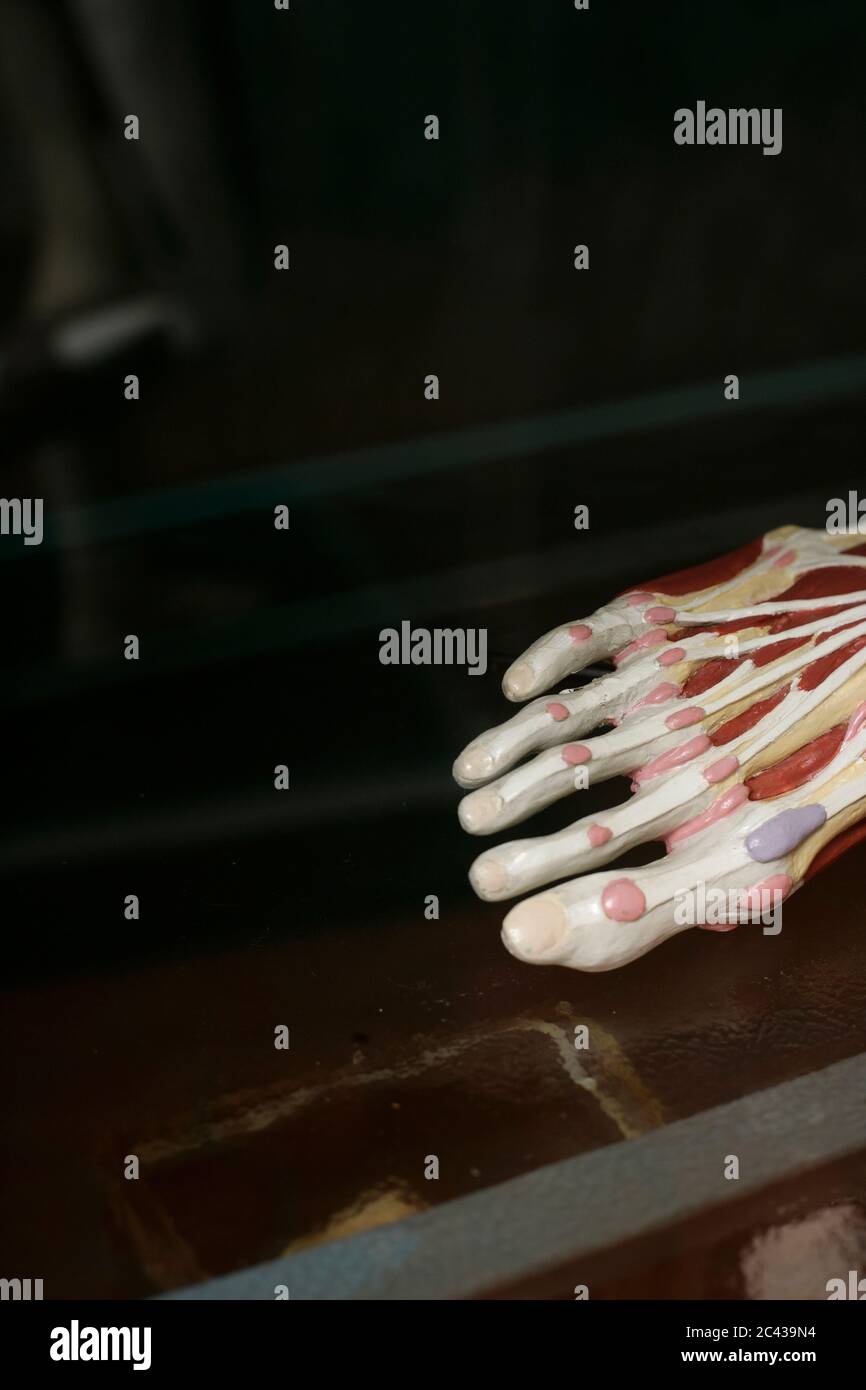 Model of a human foot without skin - anatomy - exhibition - museum ...