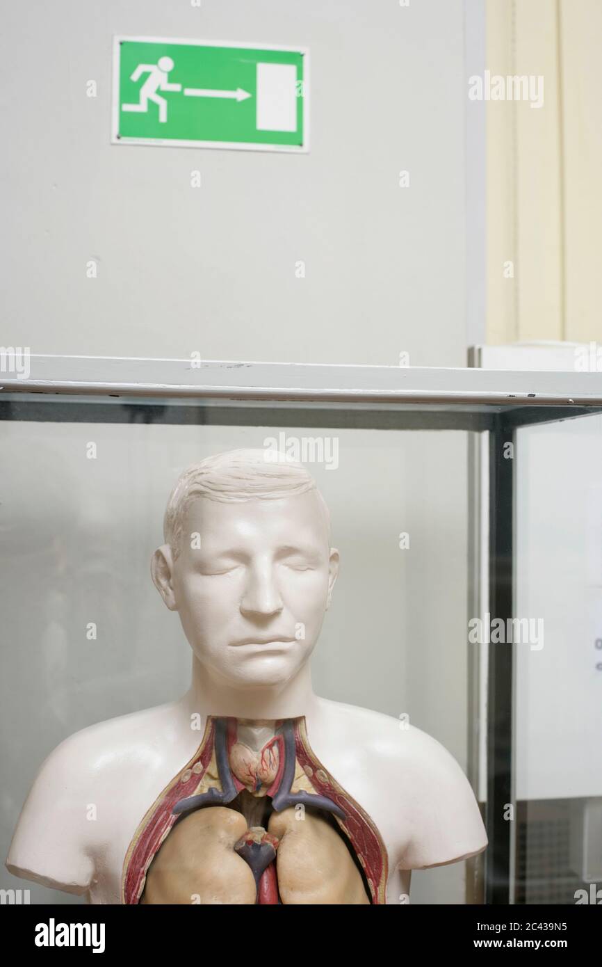 Model of a human body with an open chest, an exit sign above it ...