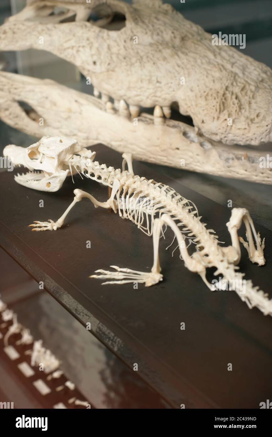 Skeleton of a young crocodile and the skull of an adult - anatomy ...