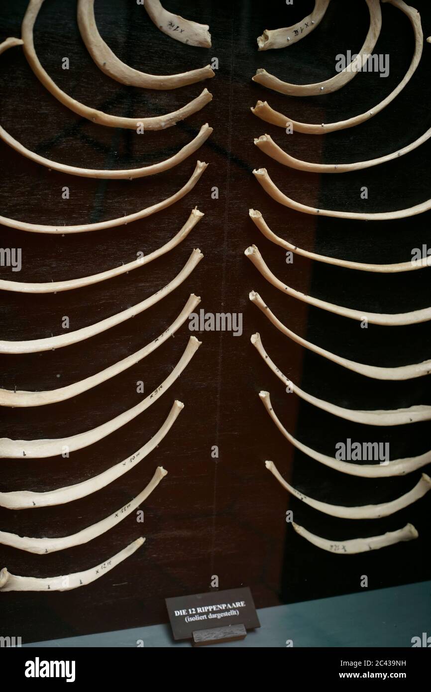 The 12 pairs of ribs of the human body on a wall - anatomy - exhibition ...