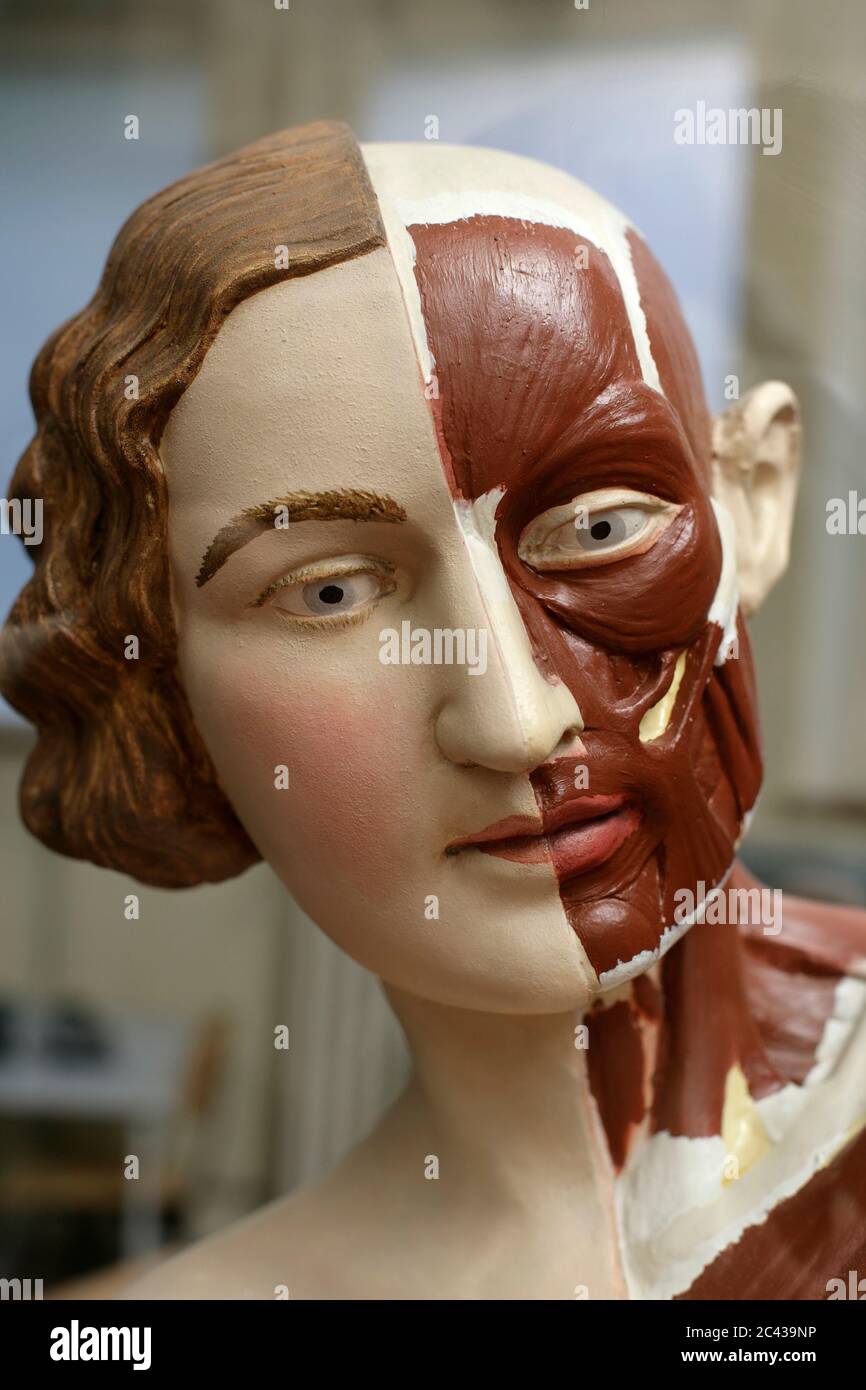Human doll, half skin-free to represent the muscles - anatomy ...
