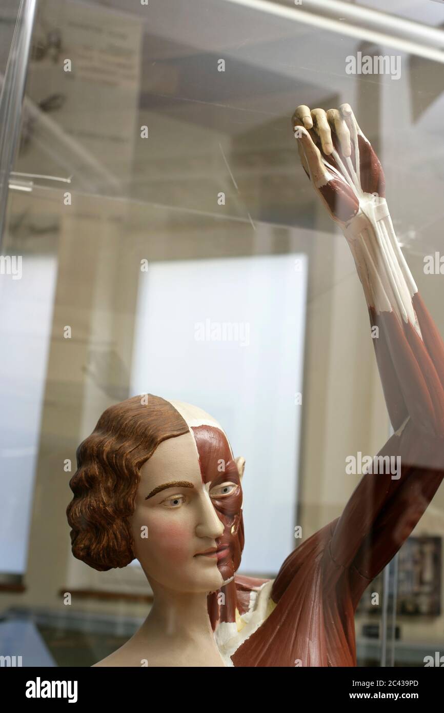 Human doll, half skin-free to represent the muscles - anatomy ...