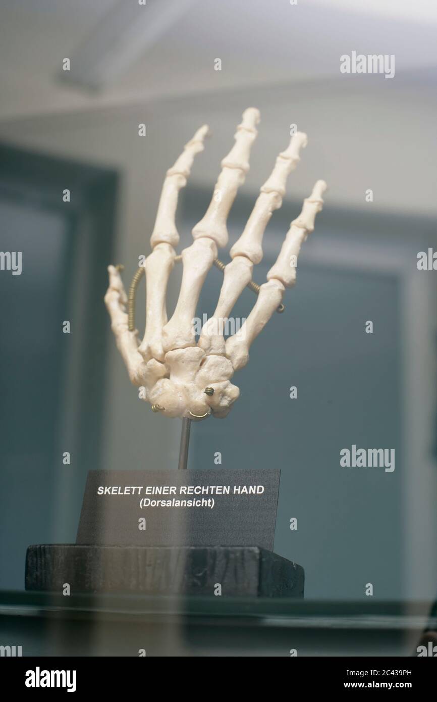 Right Hand Skeleton - Anatomy - Exhibition - Museum Stock Photo - Alamy