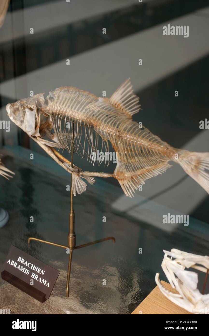 The skeleton of a fish - bream - anatomy - exhibition - museum Stock ...