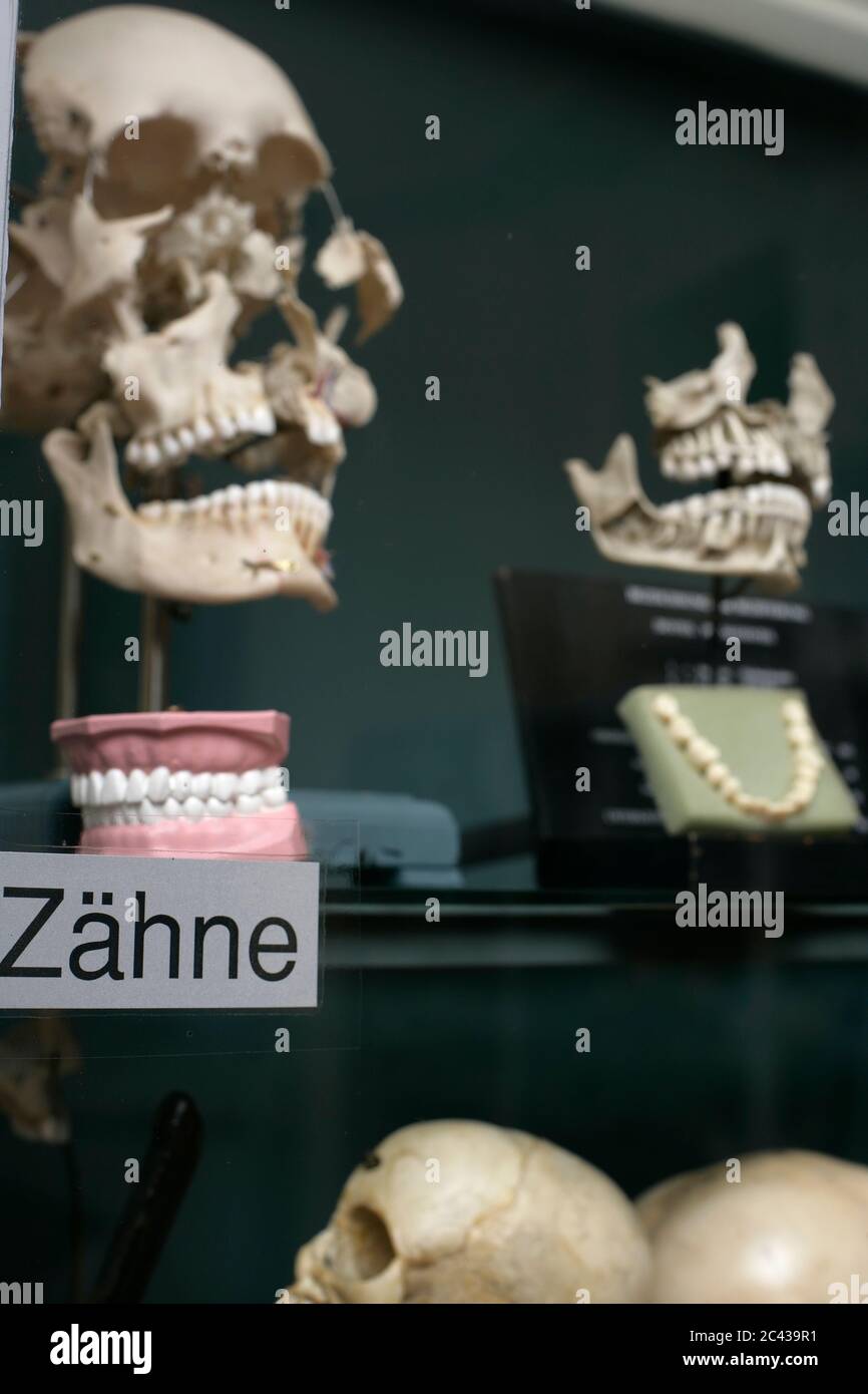 Human skulls and teeth - anatomy - exhibition - museum Stock Photo - Alamy