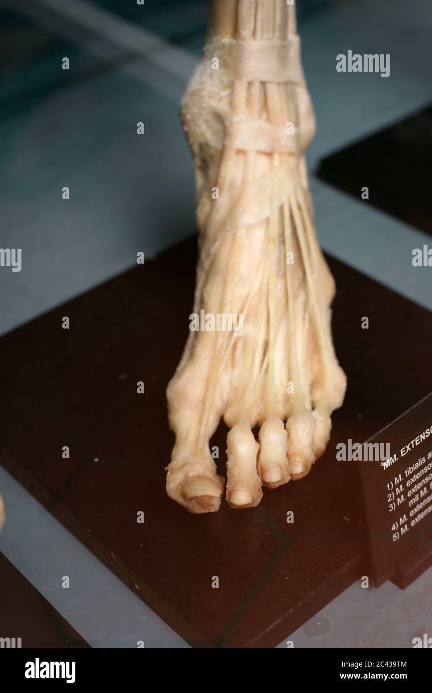 Human foot specimen with visible tendons - Anatomy - Exhibition ...