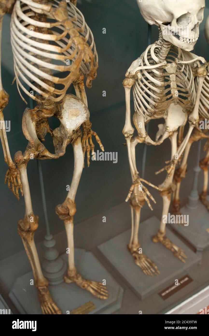 Three human skeletons - anatomy - exhibition - museum Stock Photo - Alamy