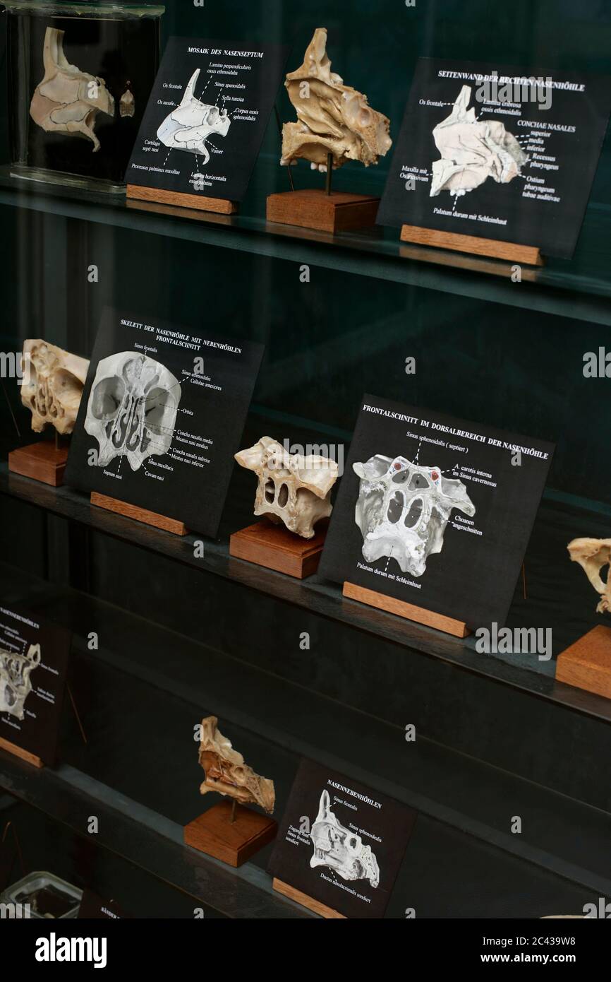 Human facial bones with description - anatomy - exhibition - museum ...