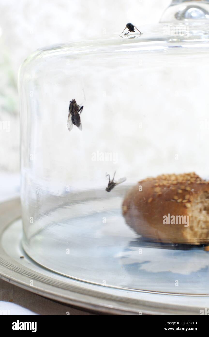 Flies crawl on a cheese bell Stock Photo - Alamy