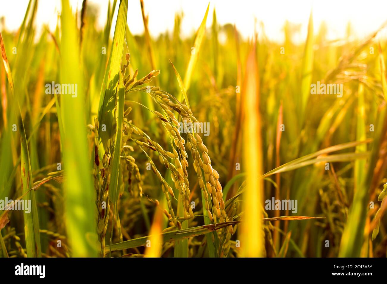 rice seeds in the afternoon, free space for text, HD Image and Large ...
