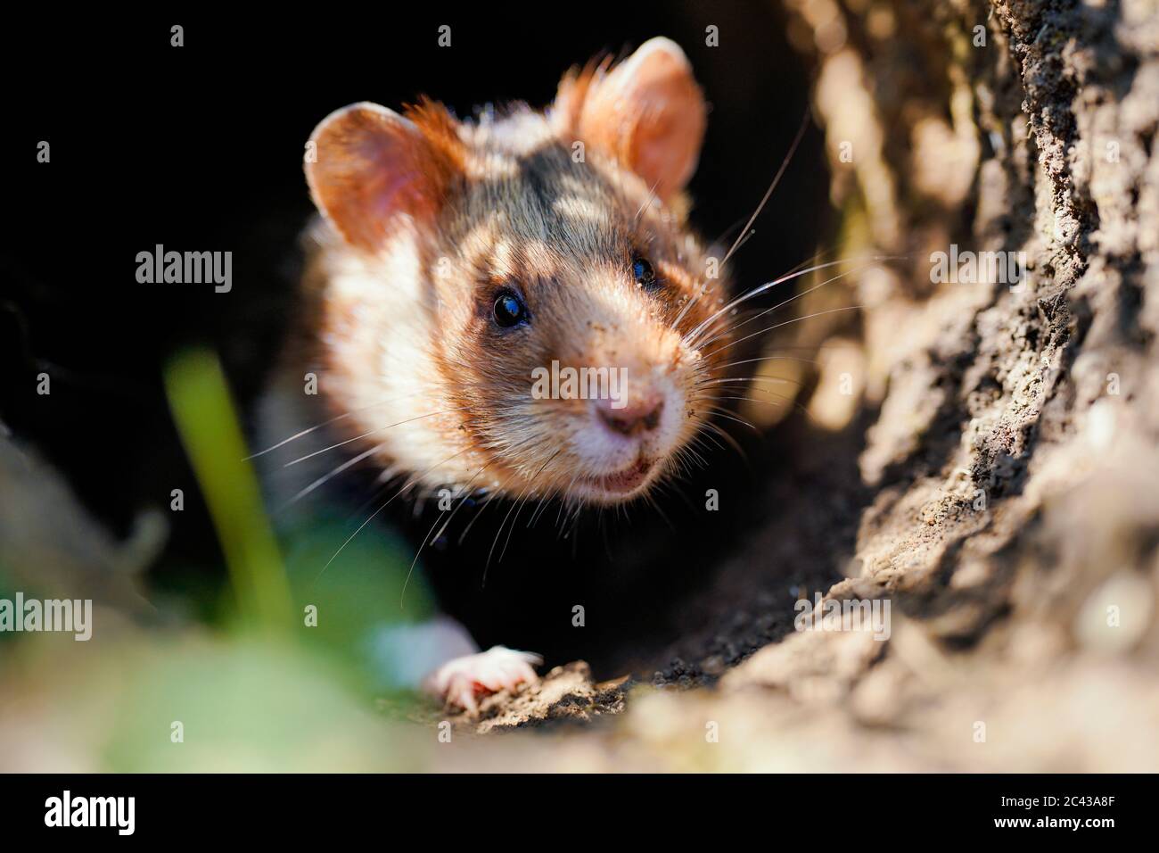 Mannheim, Germany. 23rd June, 2020. A field hamster looks after its ...