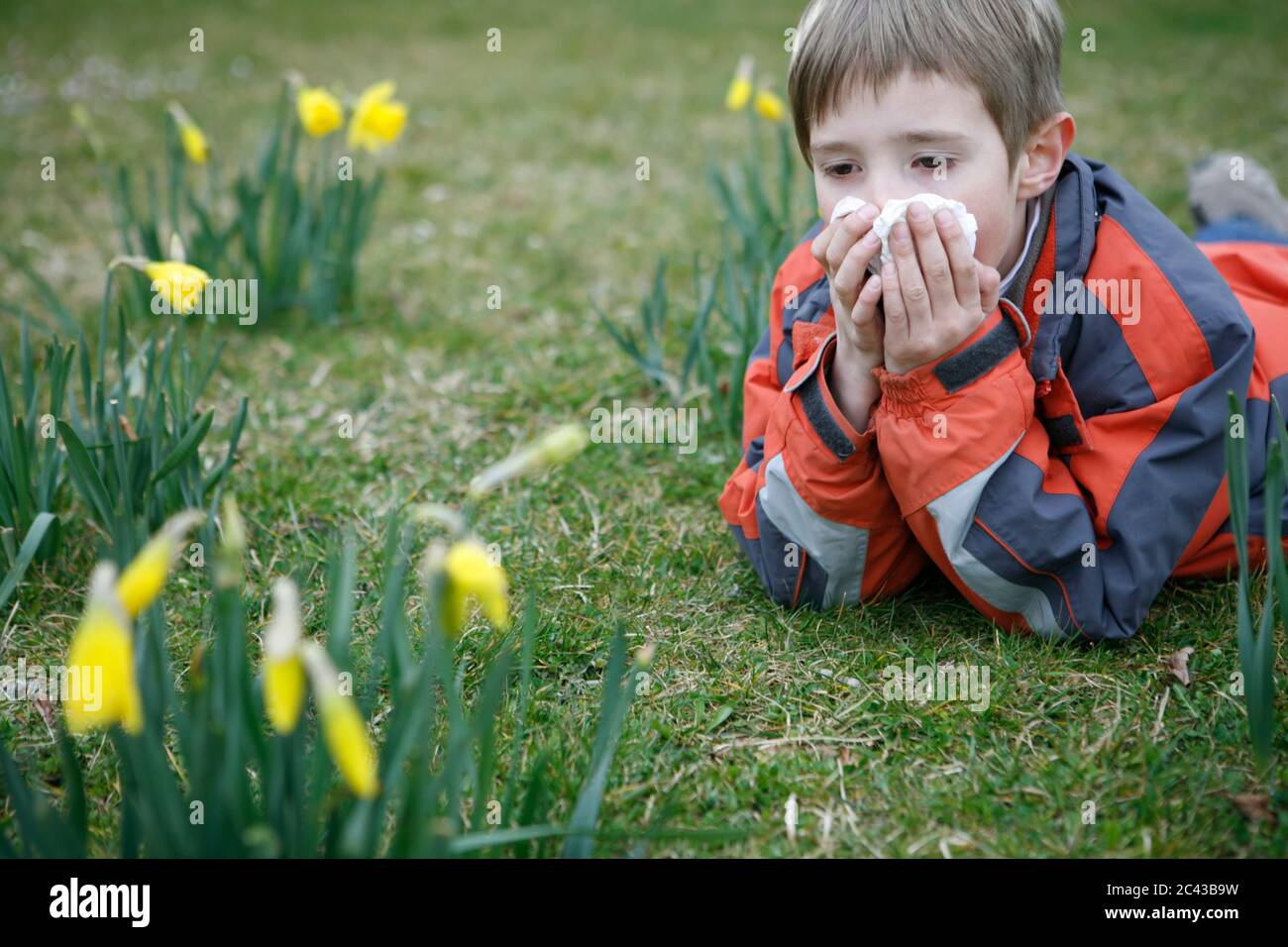 Boy lies between daffodils and blows his nose Stock Photo - Alamy