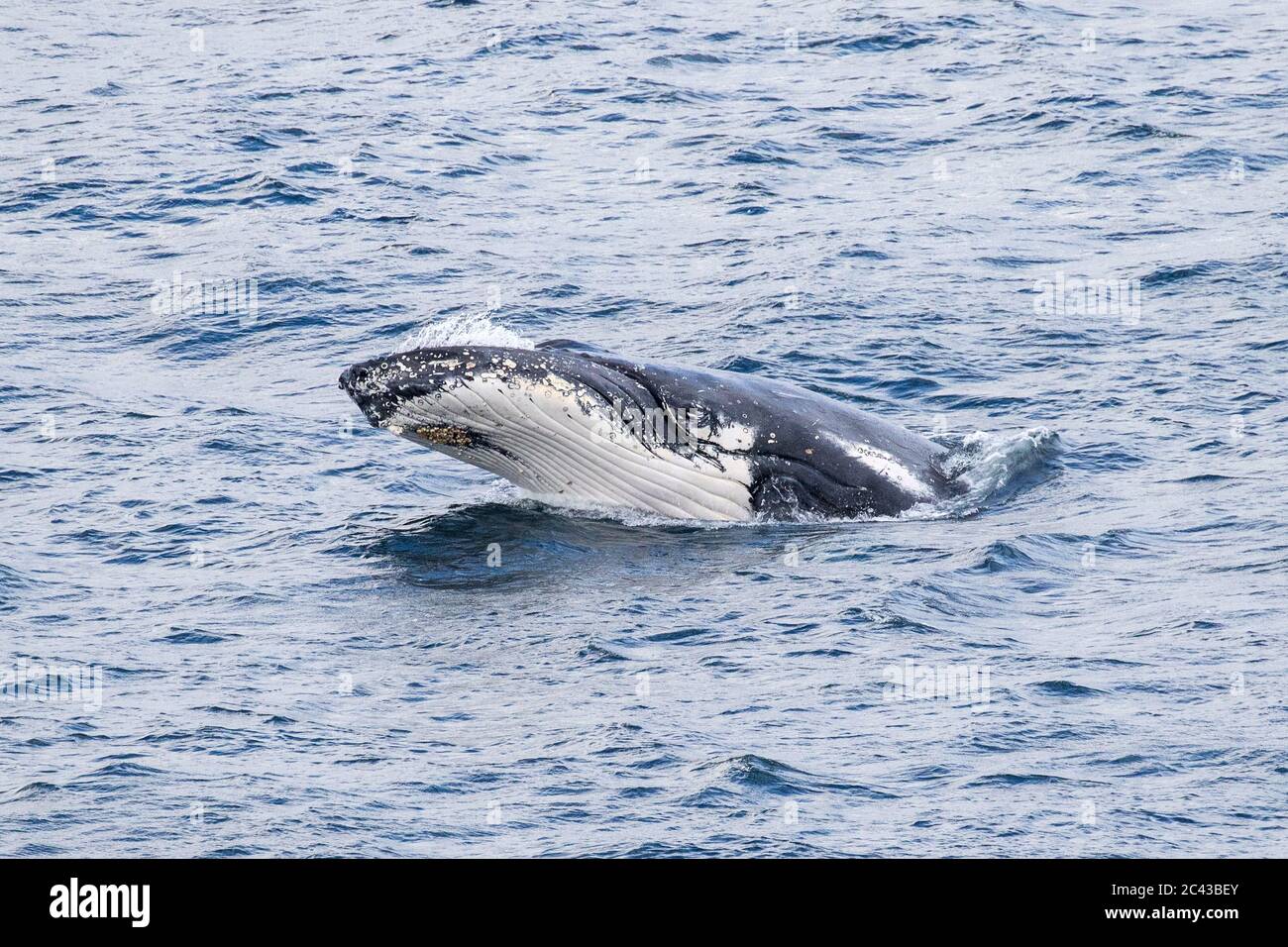 Humpback Whale breaching with head out of water Stock Photo - Alamy