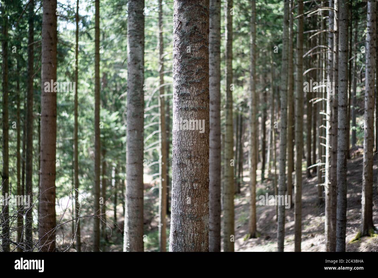 Forest trees background in nature Stock Photo - Alamy