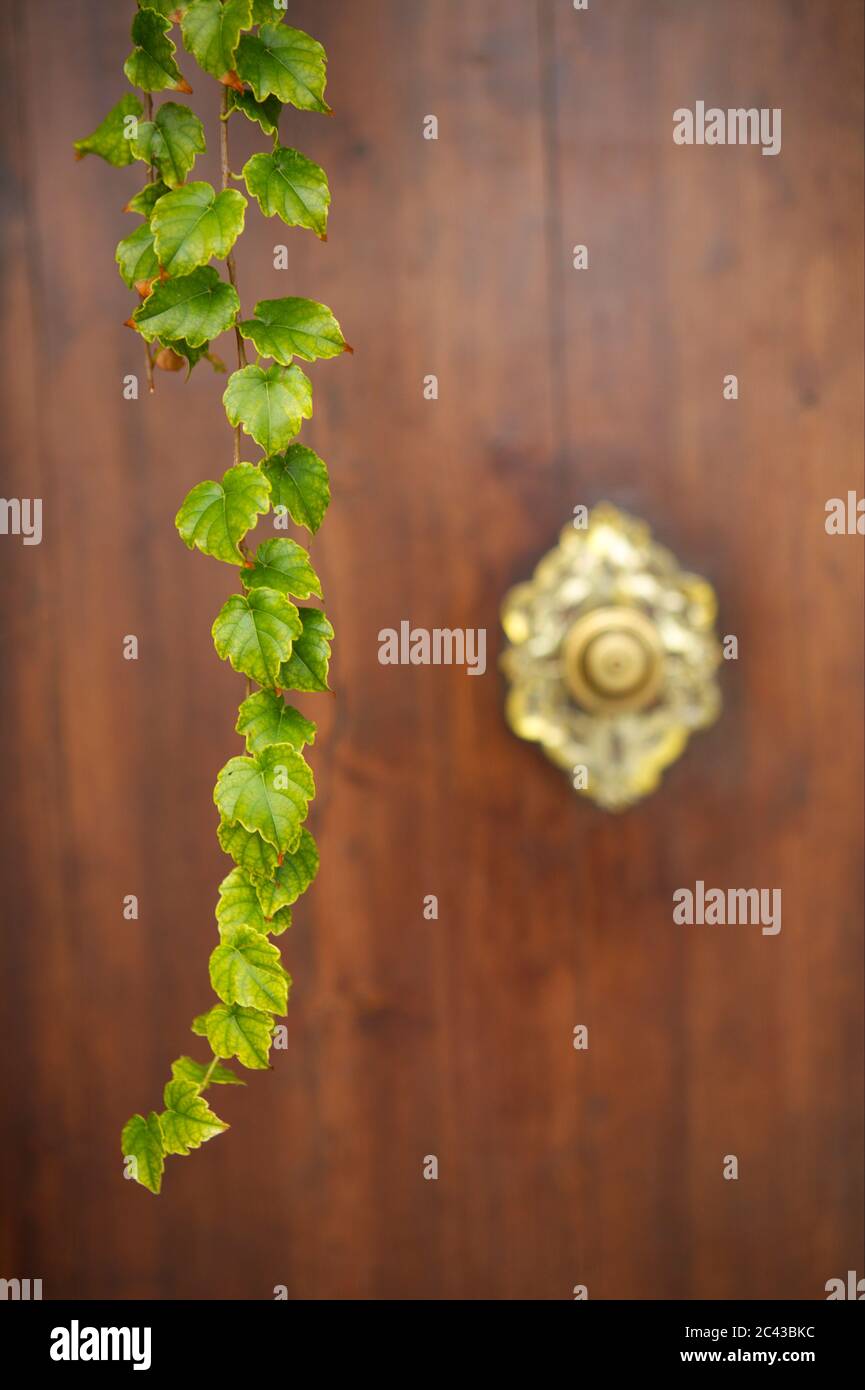 Leaf tendril in front of a wooden wall Stock Photo - Alamy