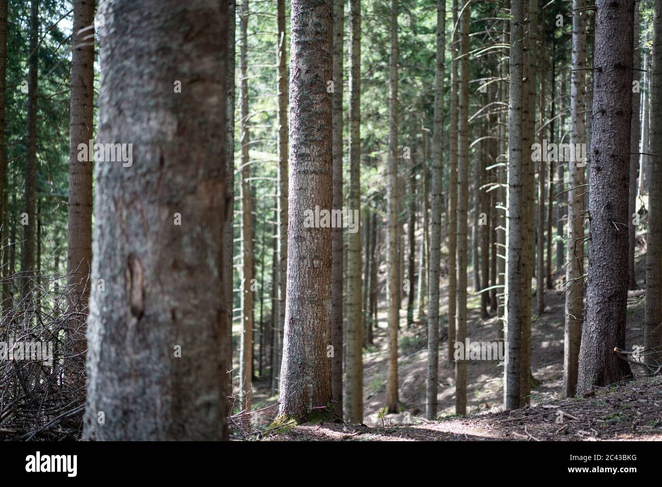 Forest trees background in nature Stock Photo - Alamy