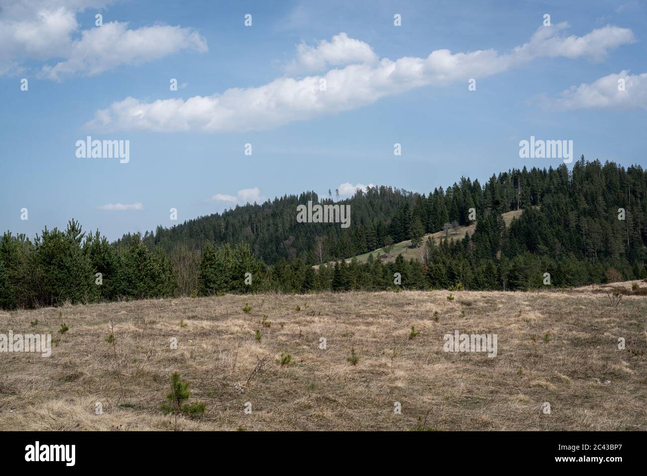 Rural forest area hi-res stock photography and images - Alamy
