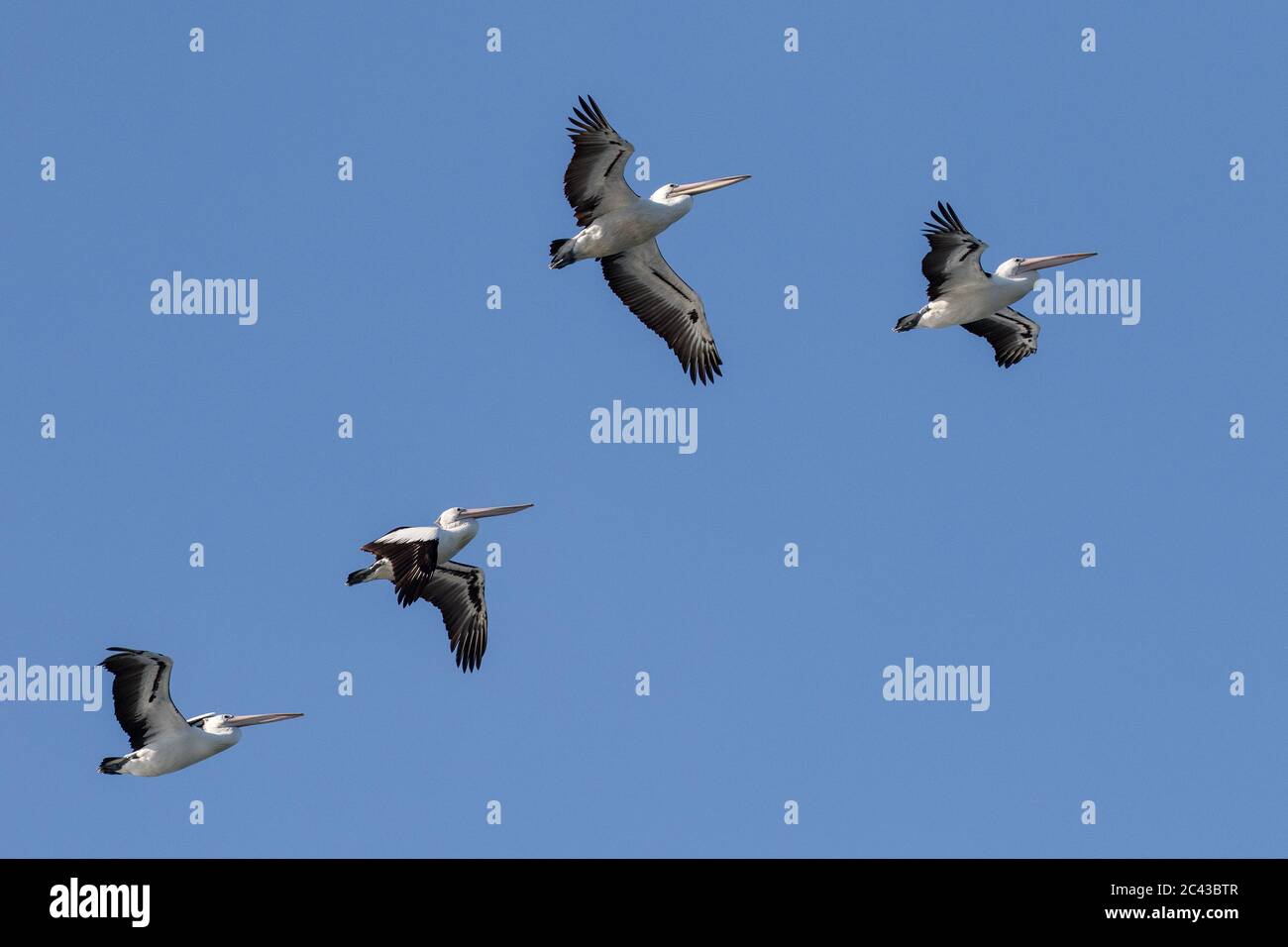 Pelicans flying in formation hi-res stock photography and images - Alamy