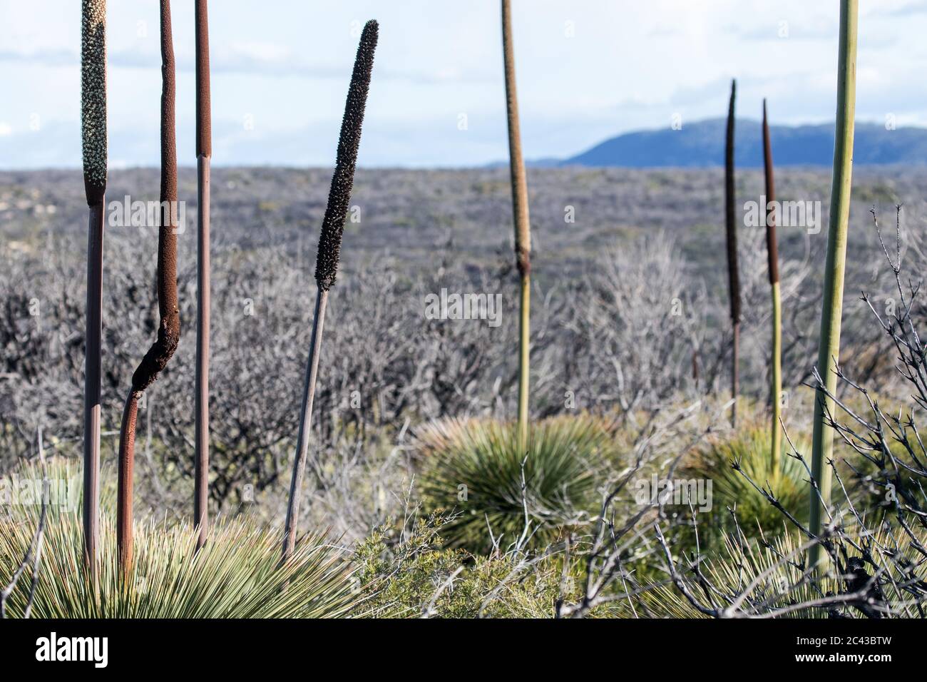 Oval Grass Trees growing in the Royal National Park, Sydney NSW ...