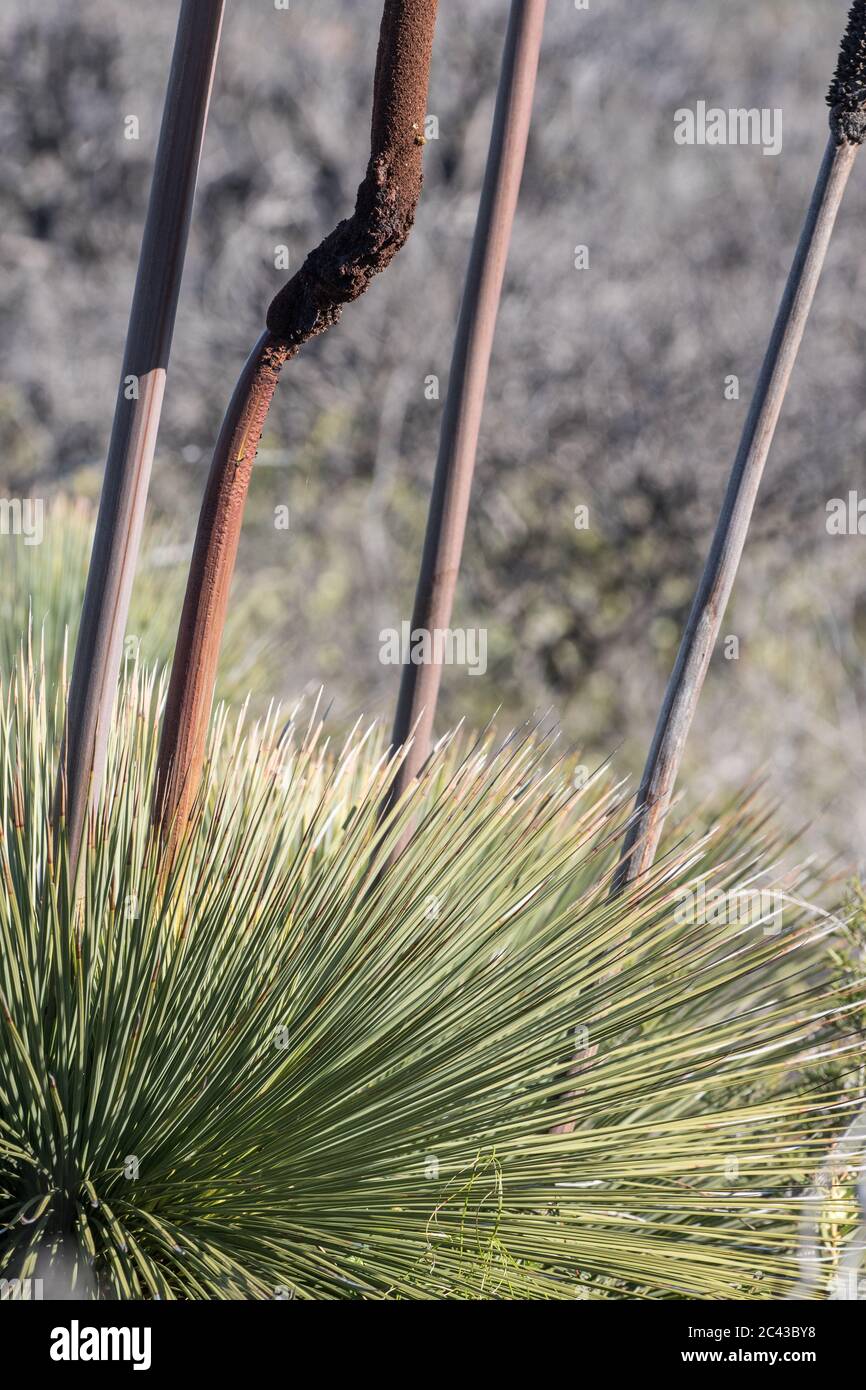 Oval Grass Trees growing in the Royal National Park, Sydney NSW ...