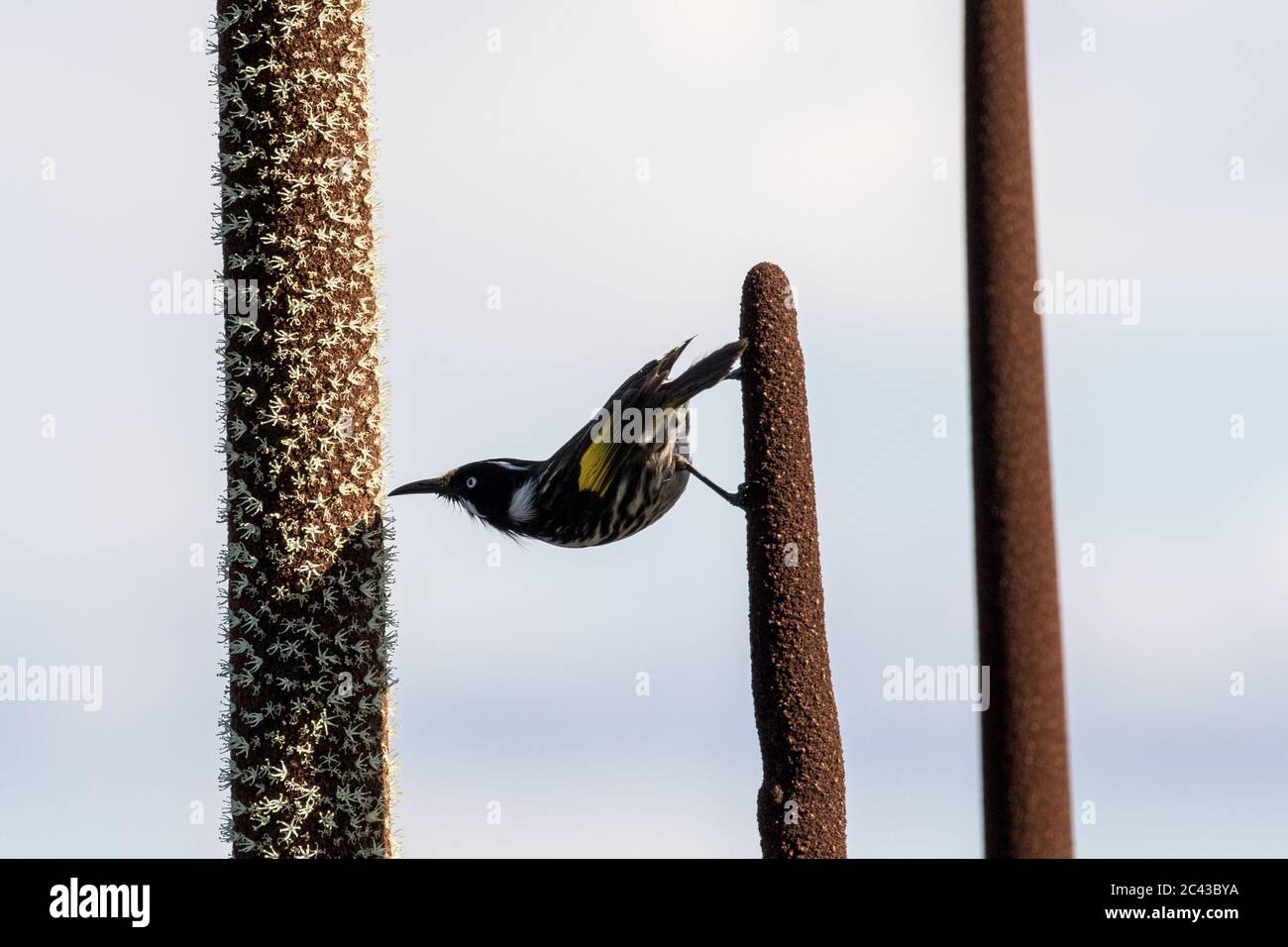 New Holland Honeyeater feeding on nectar from a Grass Tree Stock Photo ...
