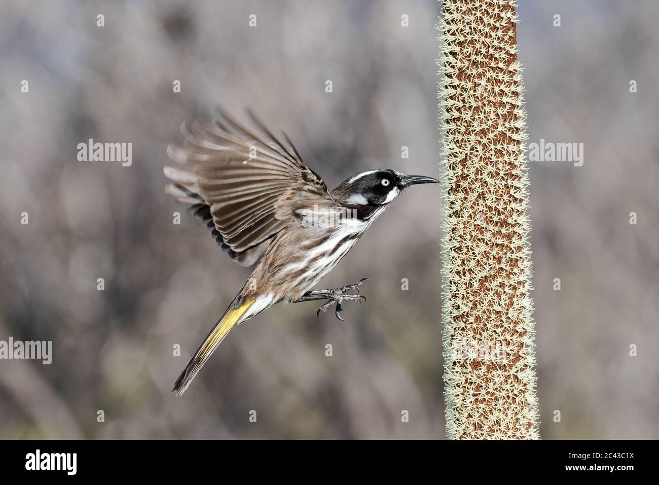 New Holland Honeyeater feeding on nectar from a Grass Tree Stock Photo ...