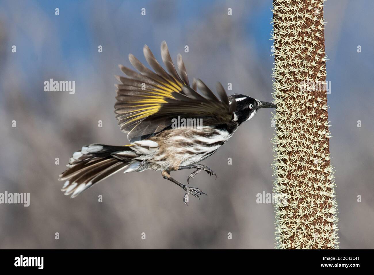 New Holland Honeyeater feeding on nectar from a Grass Tree Stock Photo ...