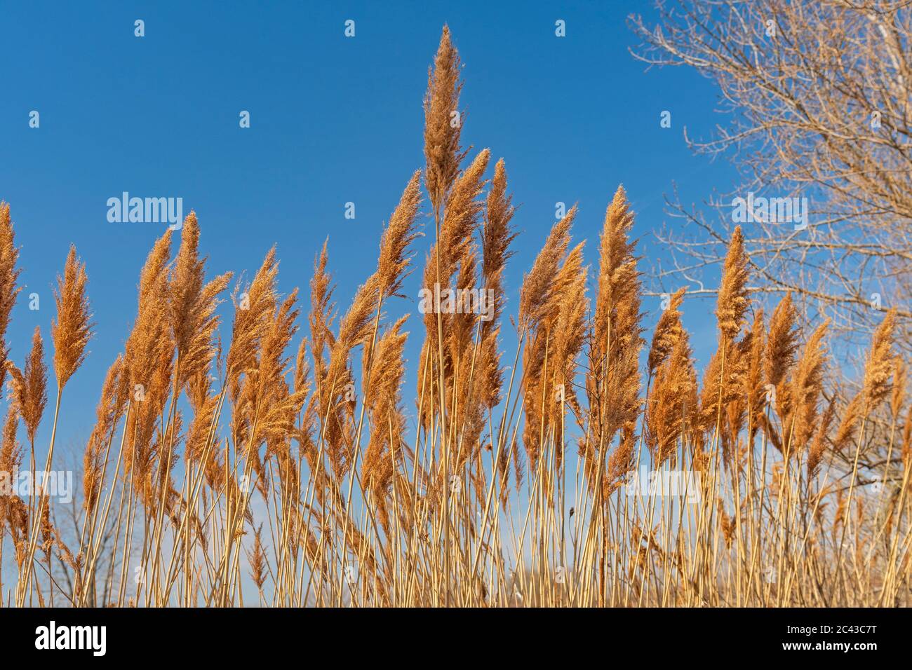 Indian grass hi-res stock photography and images - Alamy