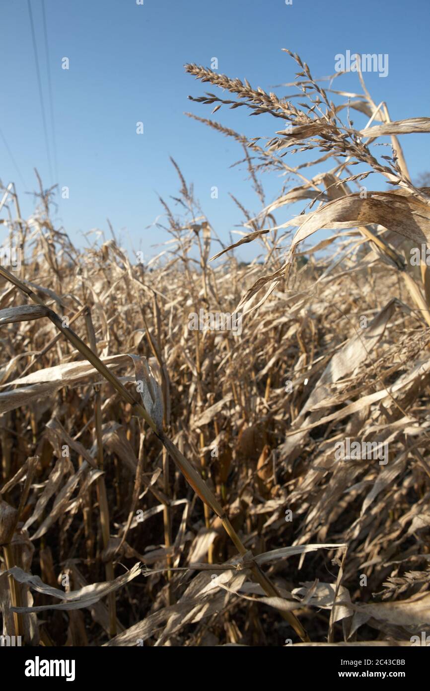 Parched field hi-res stock photography and images - Alamy