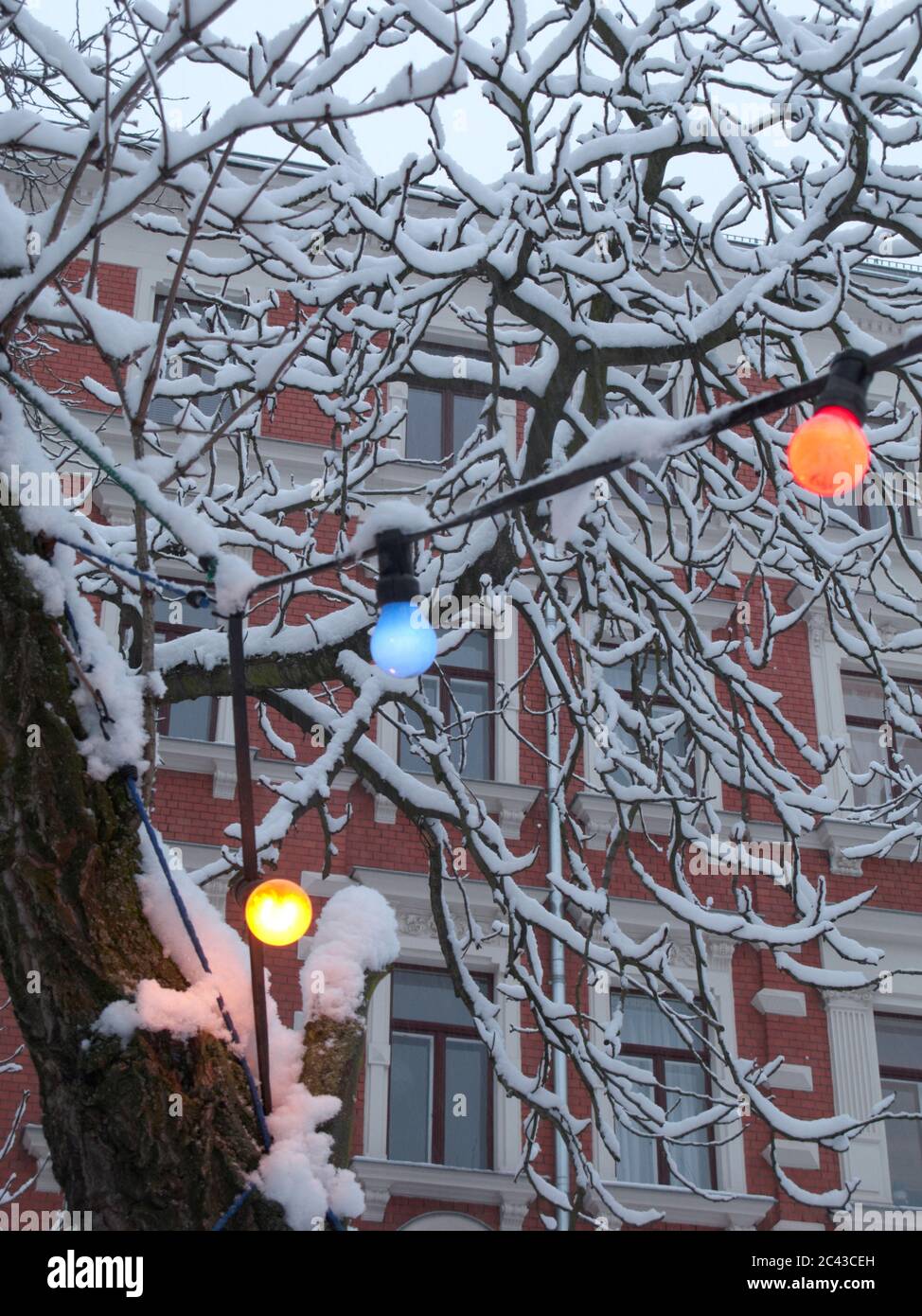 String of lights on a snow-covered tree Stock Photo - Alamy