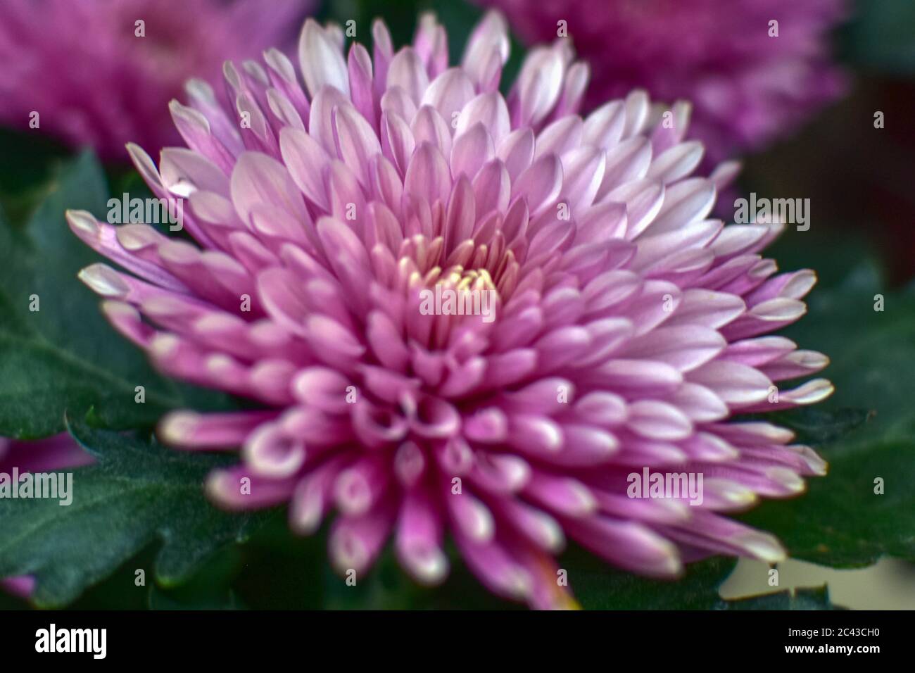 Purple chrysanthemum flower close-up, abstract background, HD Image and ...