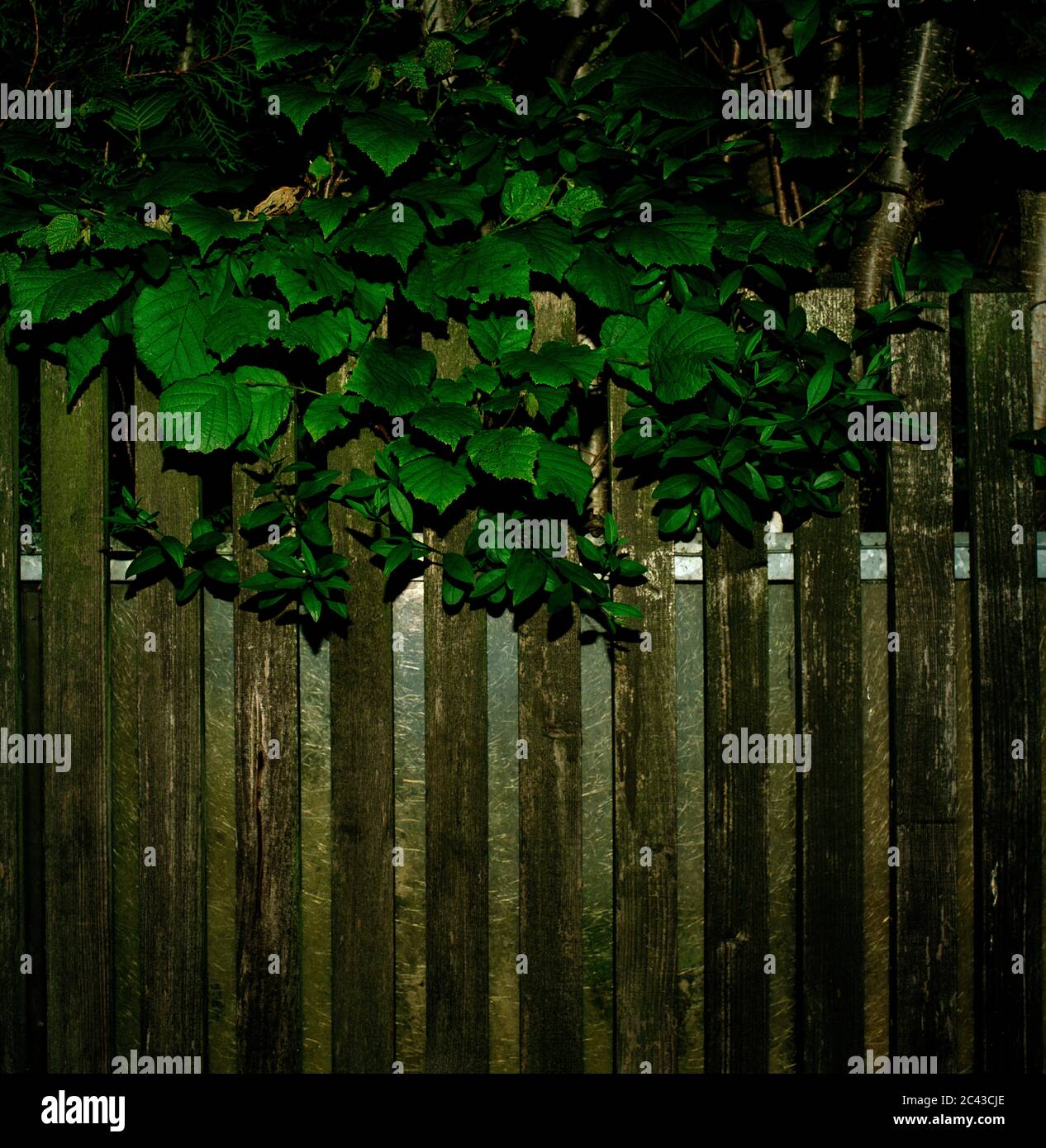 Beech hedge over garden fence at night, Munich, Bavaria, Germany Stock ...