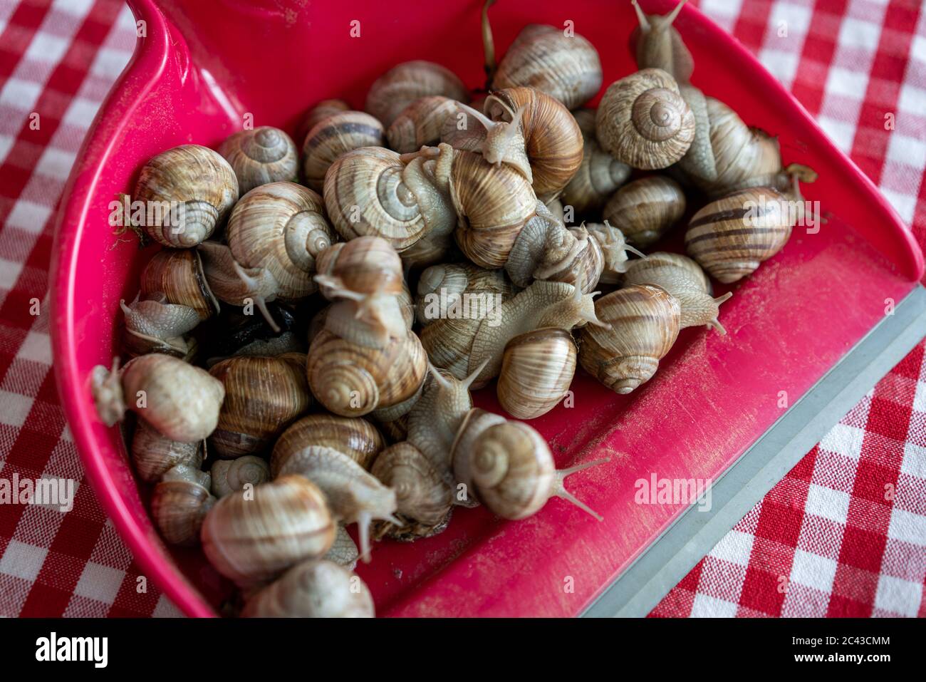 Group of snails on table Stock Photo - Alamy